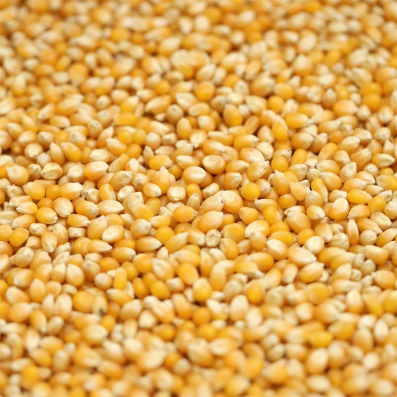 Popping Corn - Scoop Wholefoods Bristol